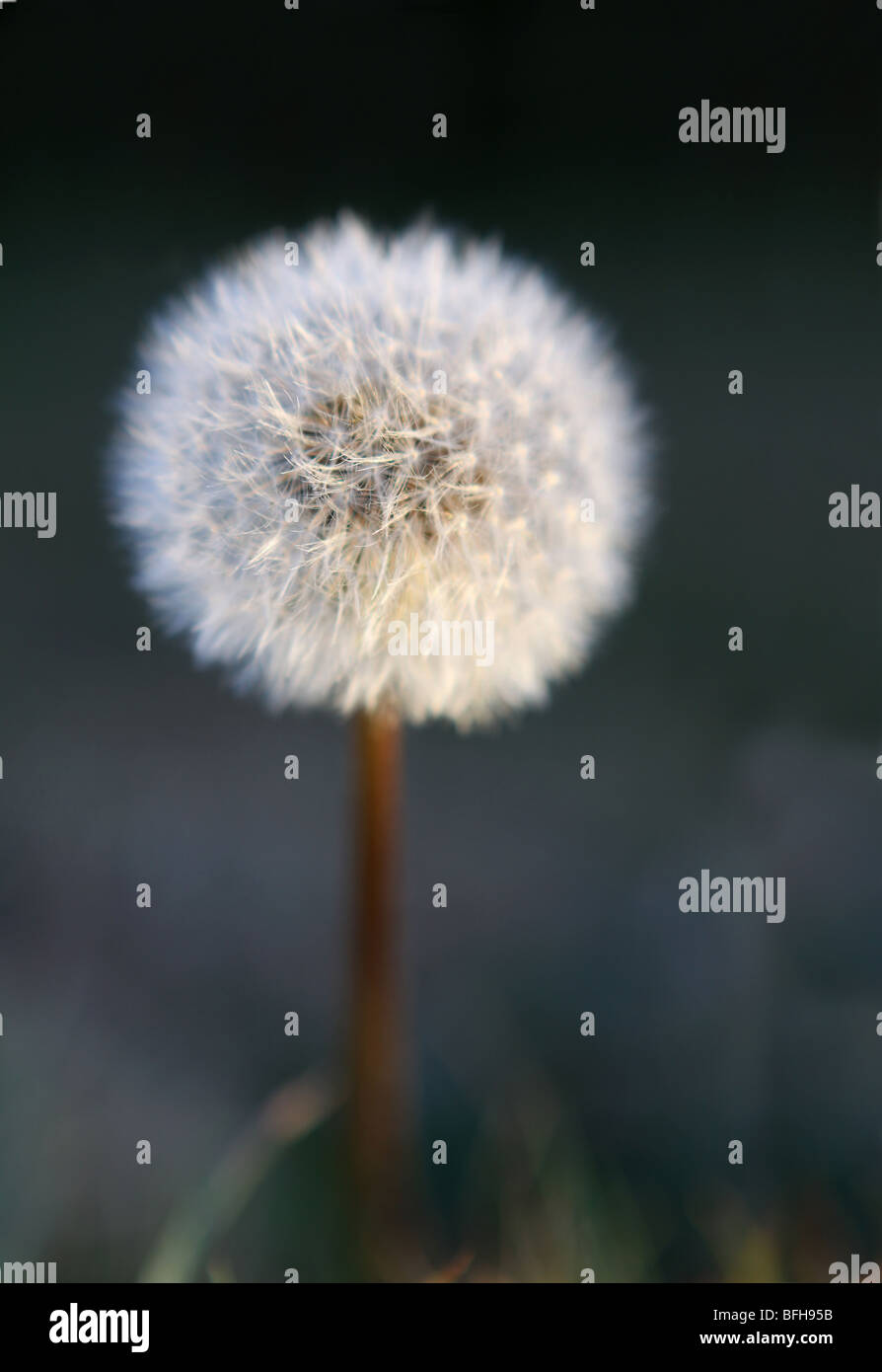round shaped seed head offering autumn gardening concepts and soft ...