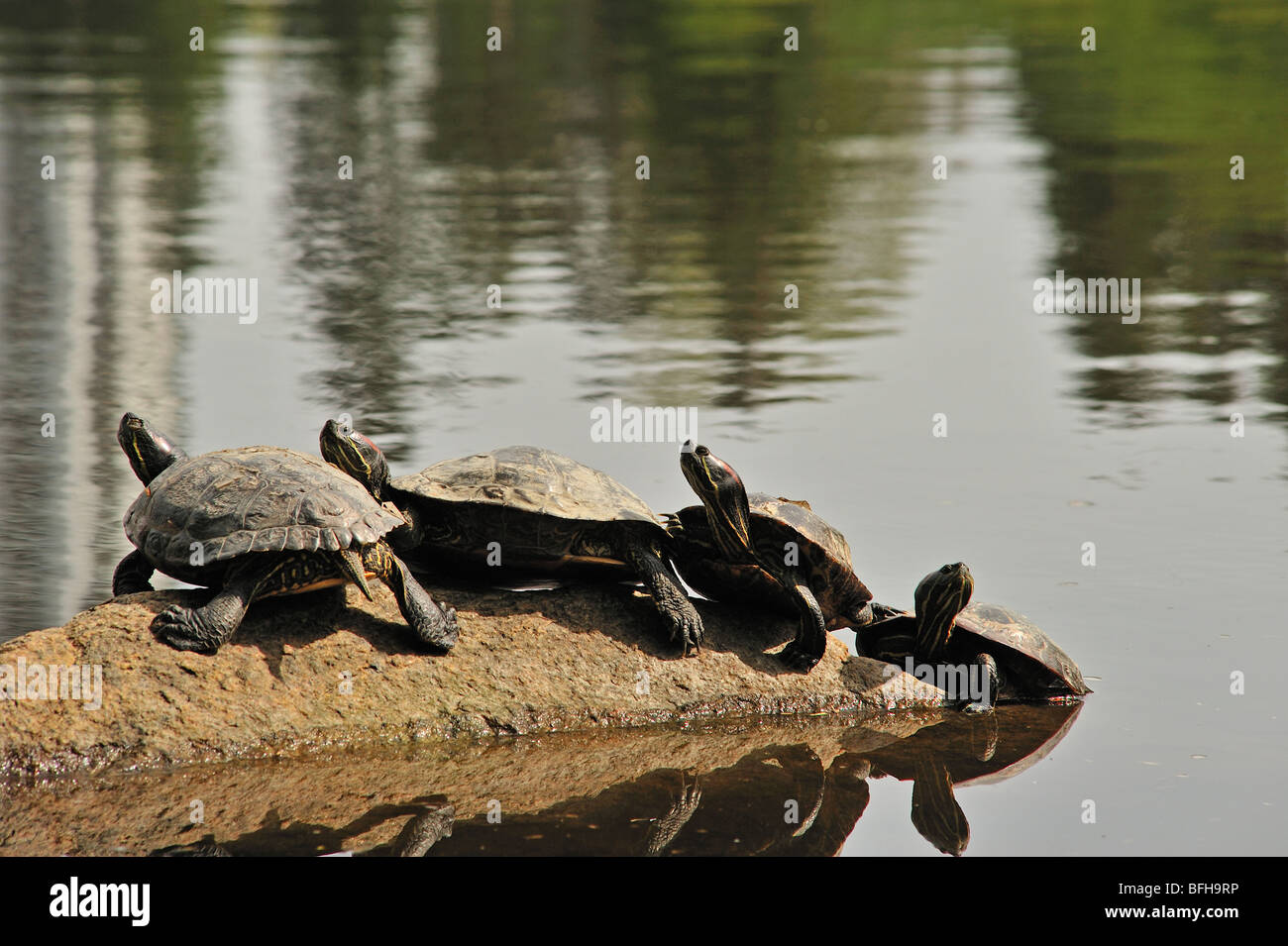 turtles sunning on rock in Lost Lagoon, Stanley Park, Vancouver ...