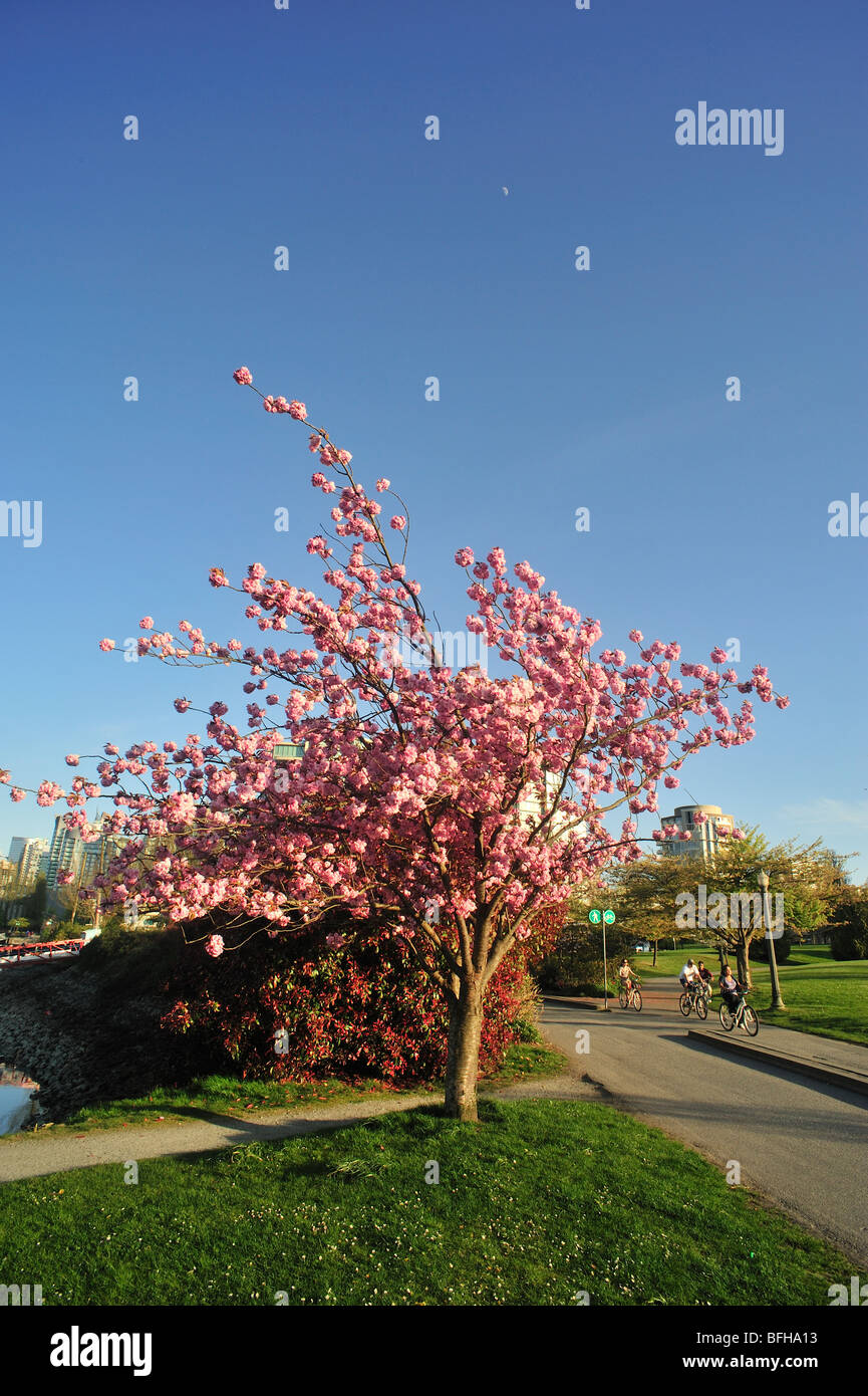 Kanzan cherry tree in blossom, Devonian Harbour Park, Vancouver ...