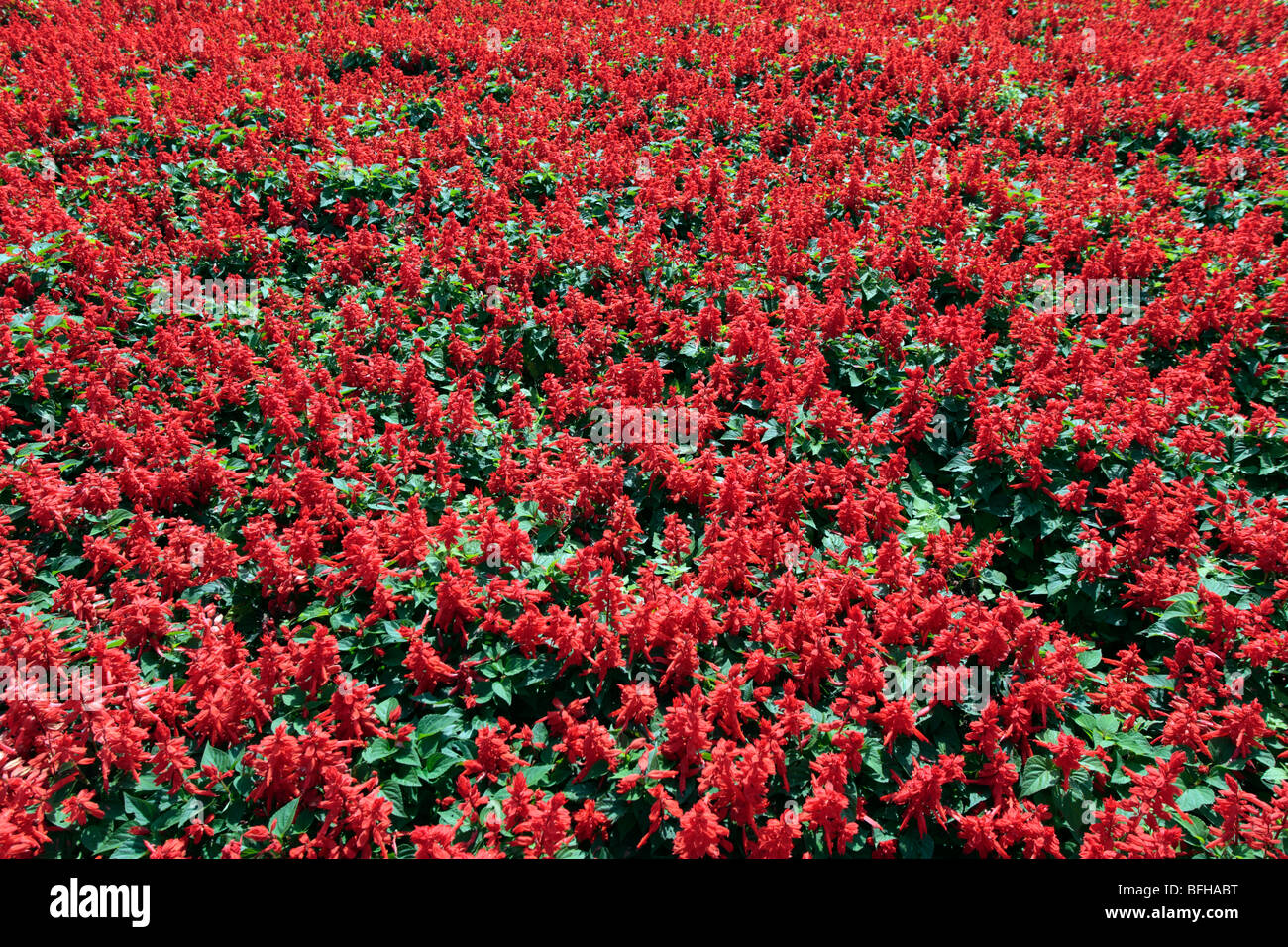 Salavia hi-res stock photography and images - Alamy