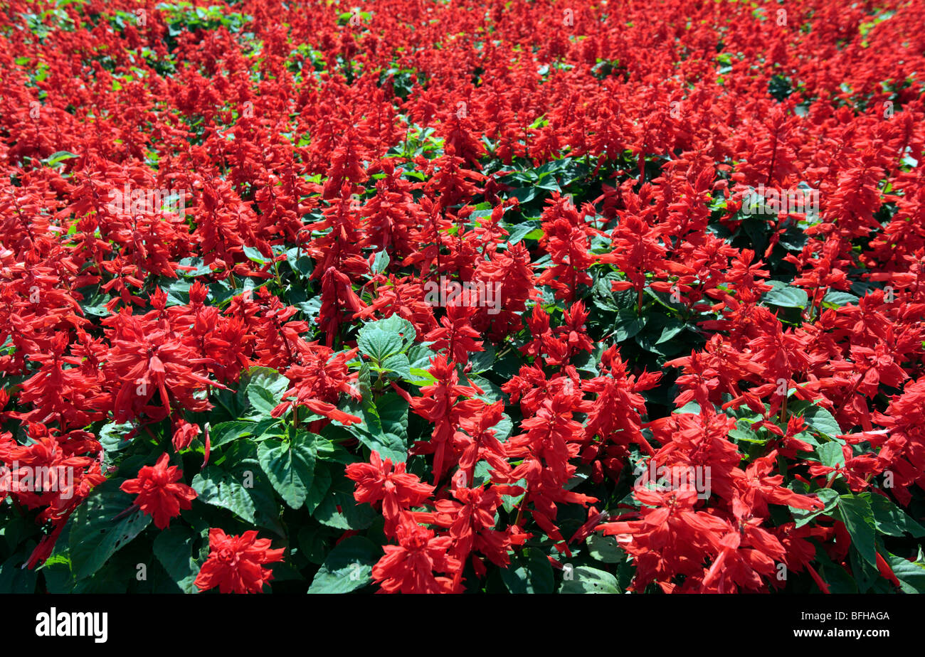 Salavia hi-res stock photography and images - Alamy