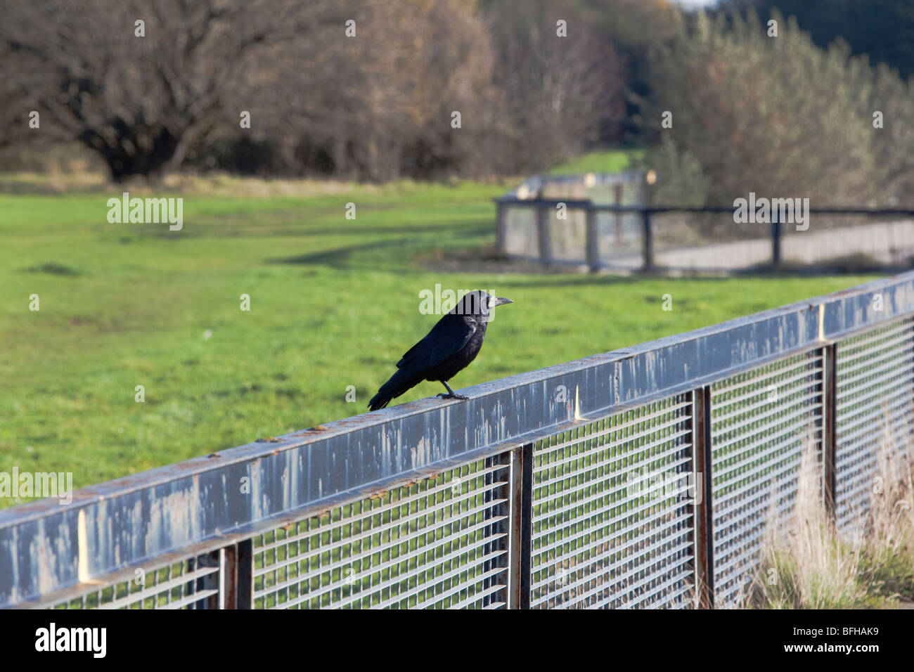 Single rook hi-res stock photography and images - Alamy