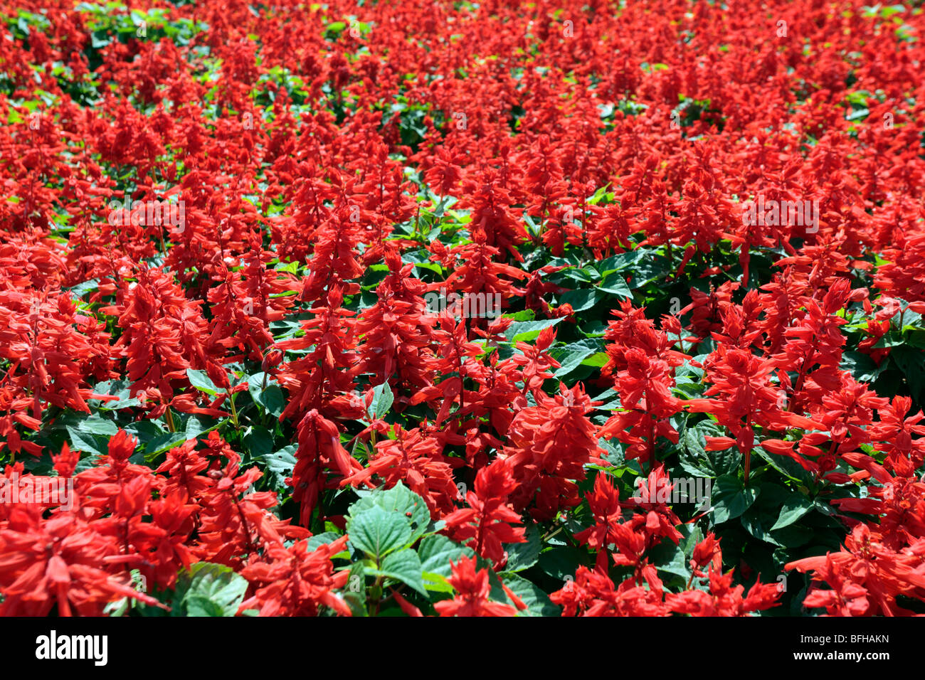 Salavia hi-res stock photography and images - Alamy