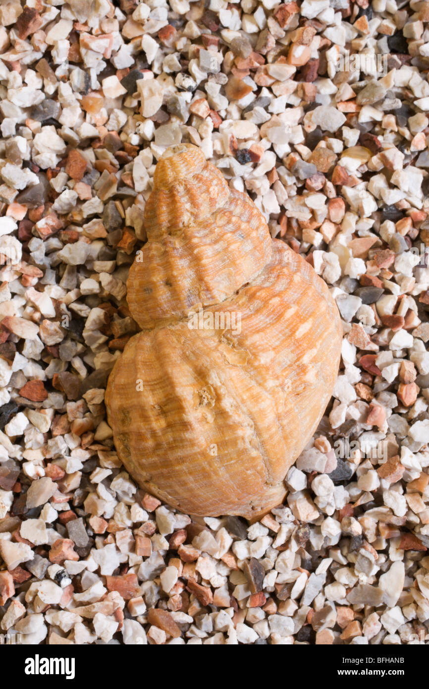 1 seashell hi-res stock photography and images - Alamy