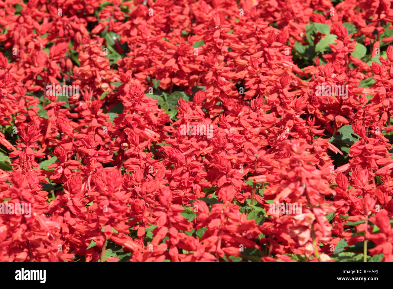 Salavia hi-res stock photography and images - Alamy