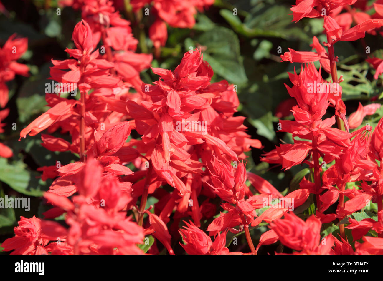 Salavia hi-res stock photography and images - Alamy