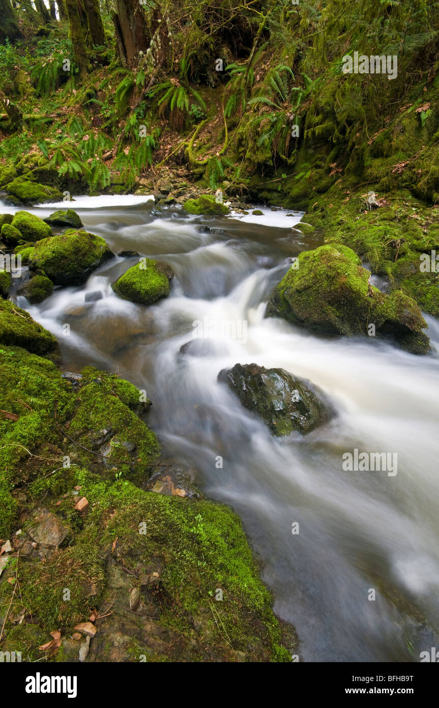 Tod Creek flows through Gowlland Tod Provincial Park near Victoria BC ...