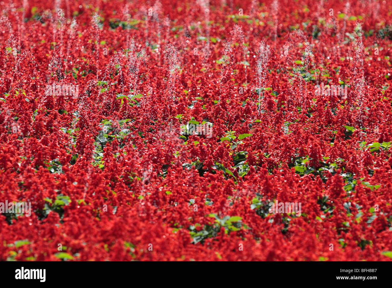 Salavia hi-res stock photography and images - Alamy