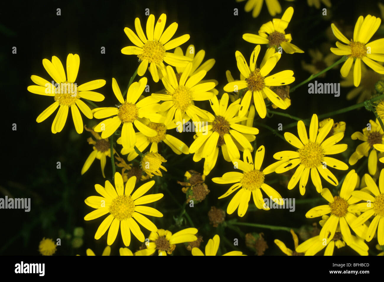 Common Ragwort, Jacobea, Staggerwort (Senecio jacobaea), flowering ...