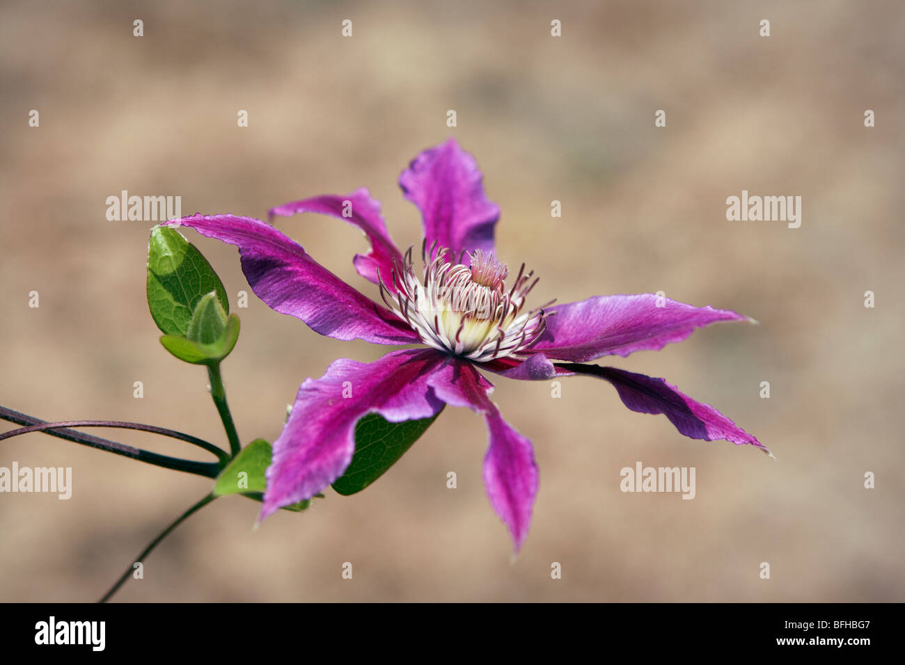 An isolated flowering clematis vine in a garden Stock Photo - Alamy