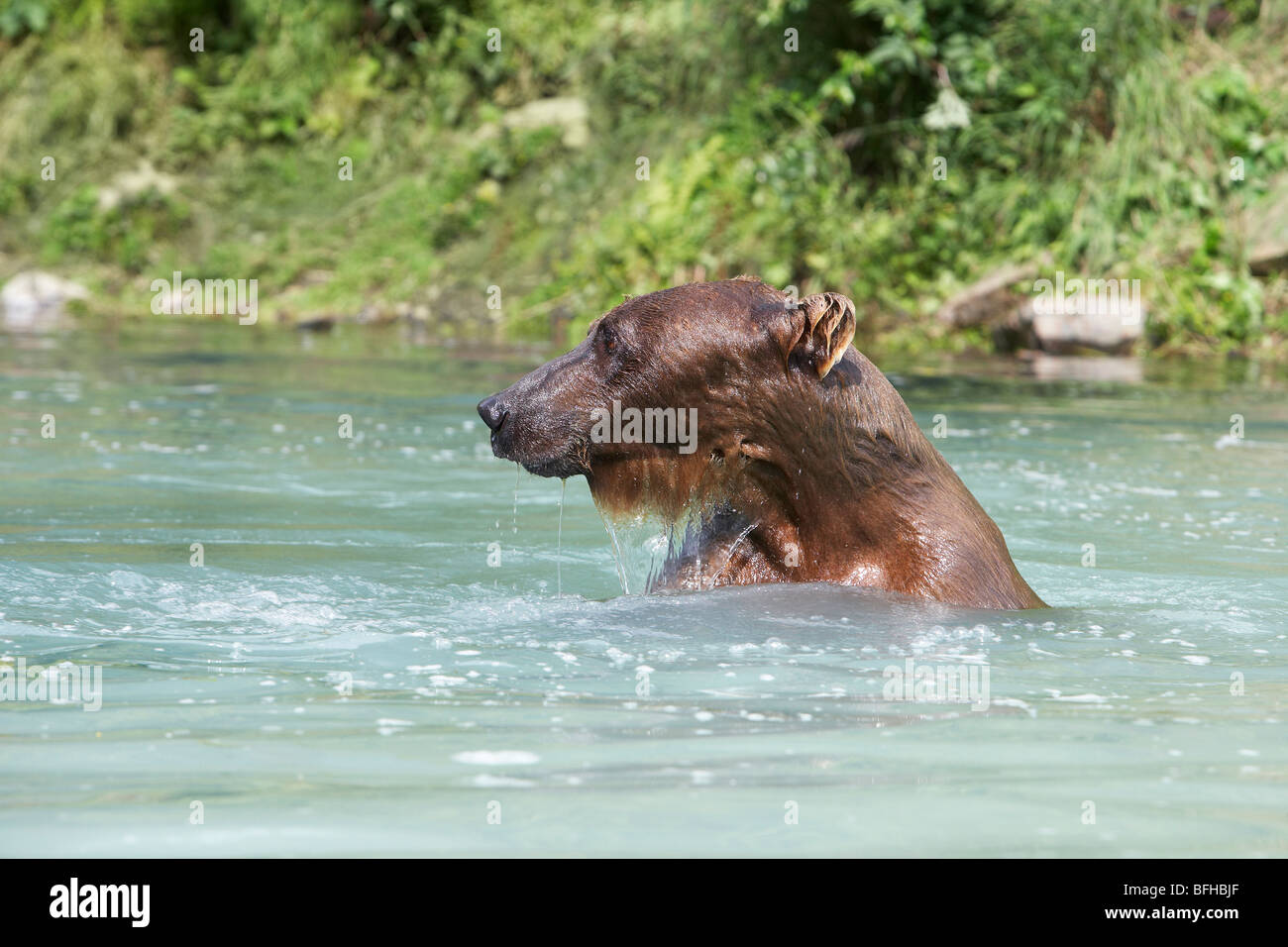 USA, Alaska, Brown Bear swimming in river Stock Photo - Alamy