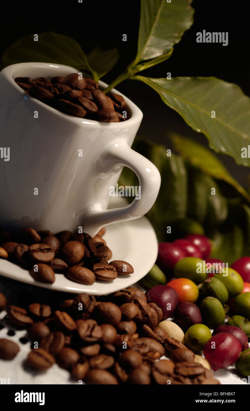 Coffee beans, ripe and roasted, in and around a white coffee cup, with ...