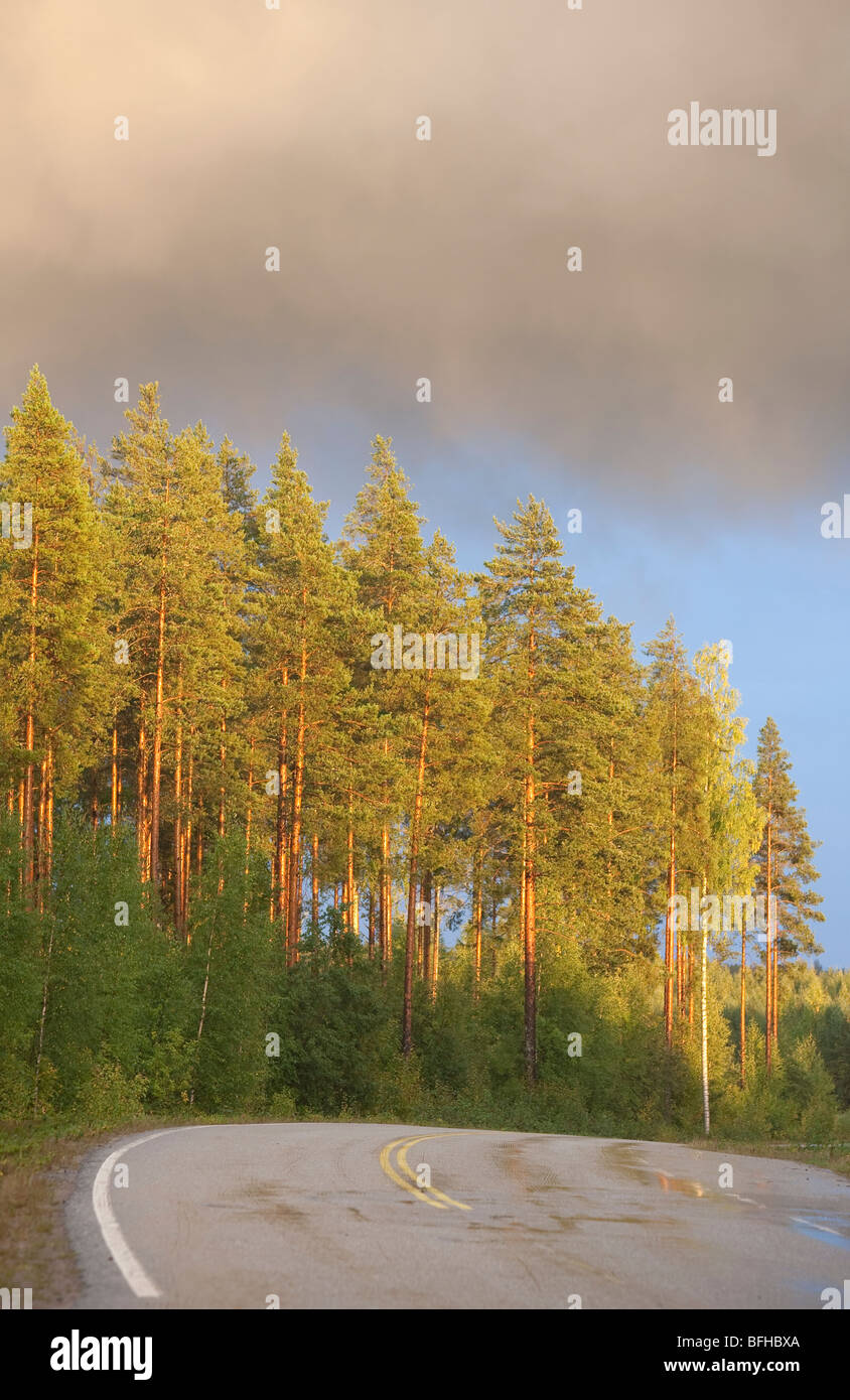 Tall Finnish pine ( pinus sylvestris ) trees in the forest , Finland ...