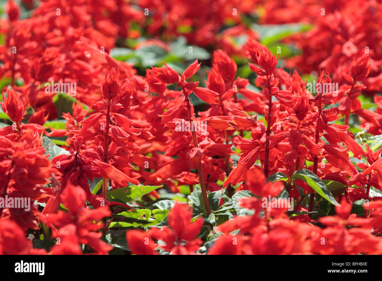 Salavia hi-res stock photography and images - Alamy