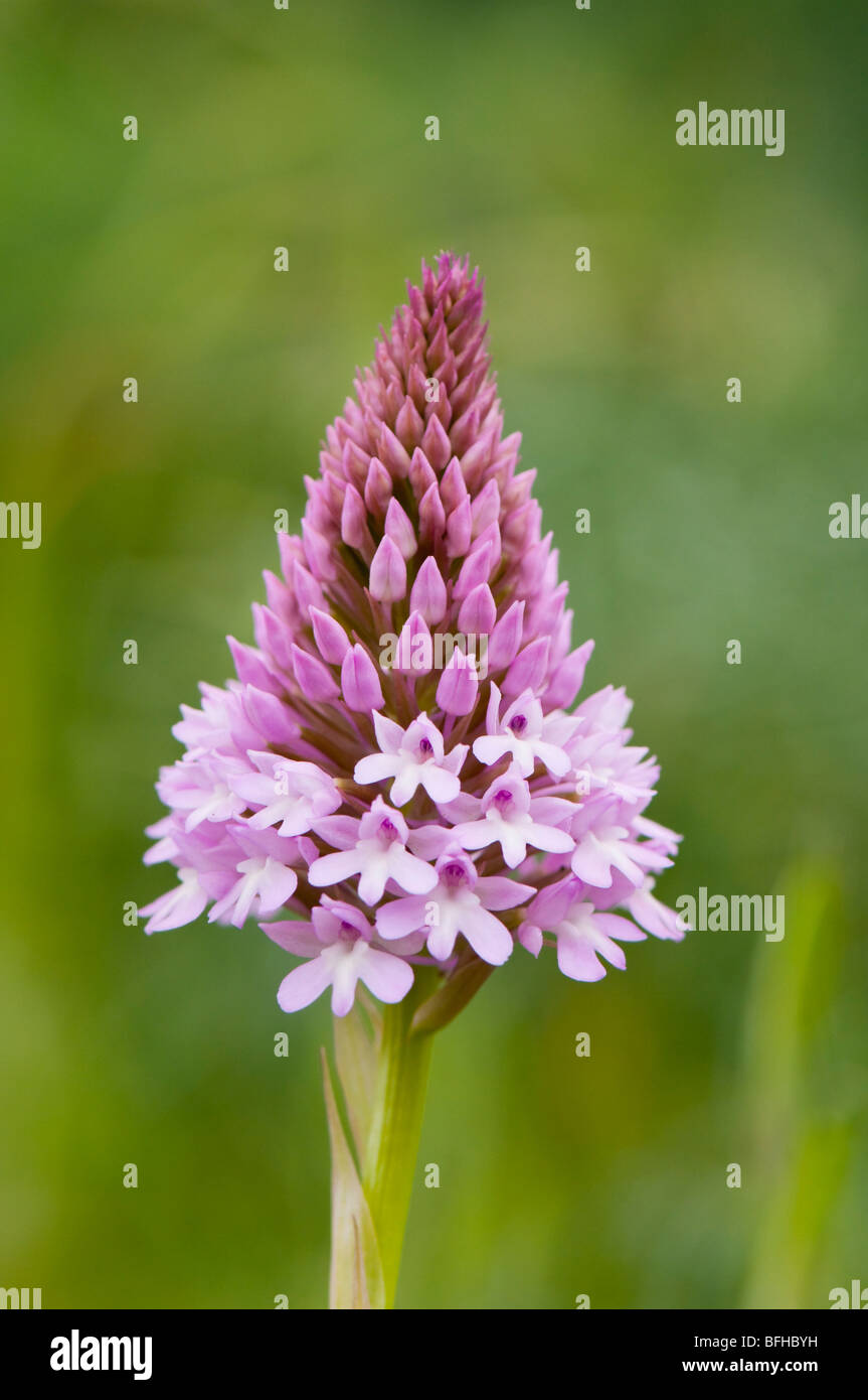 Pyramidenorchis Hundswurz Anacamptis pyramidalis - pyramidal orchid ...