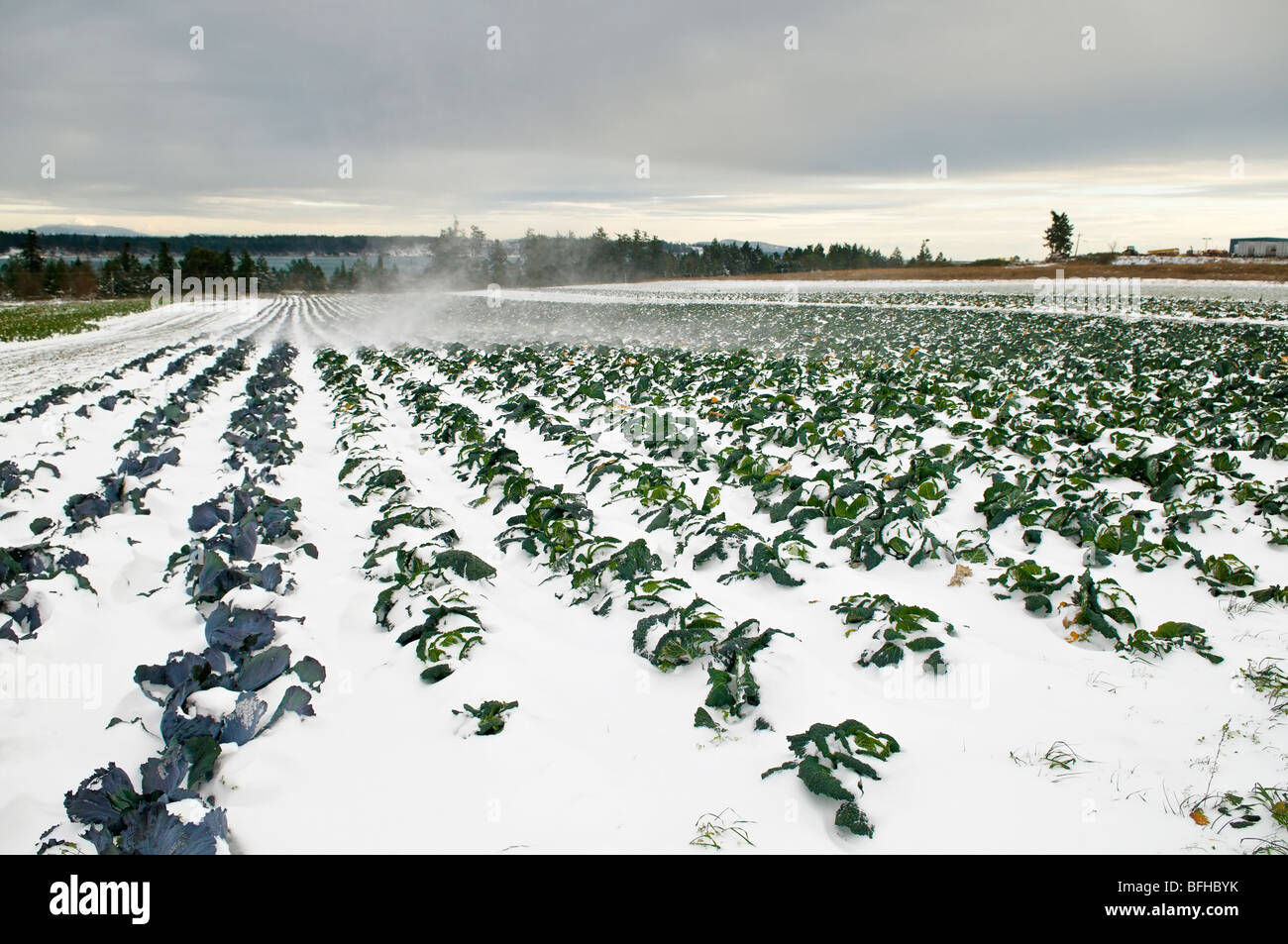 Savoy Cabbage buried in snow at a farm in Central Saanich, near ...