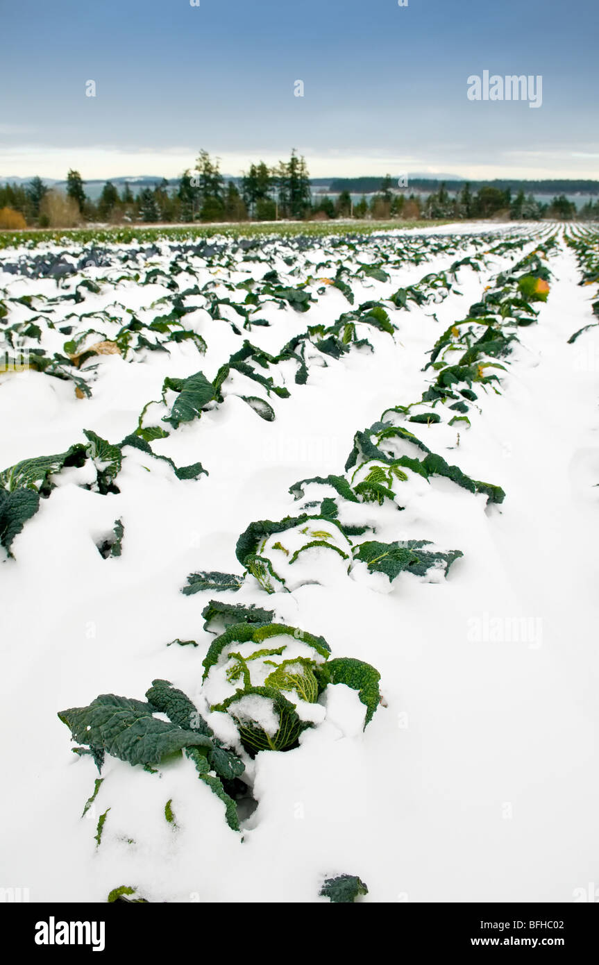 Savoy Cabbage buried in snow at a farm in Central Saanich, near ...
