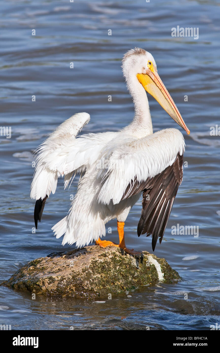 Standing Pelican Photo at Bella Bright blog