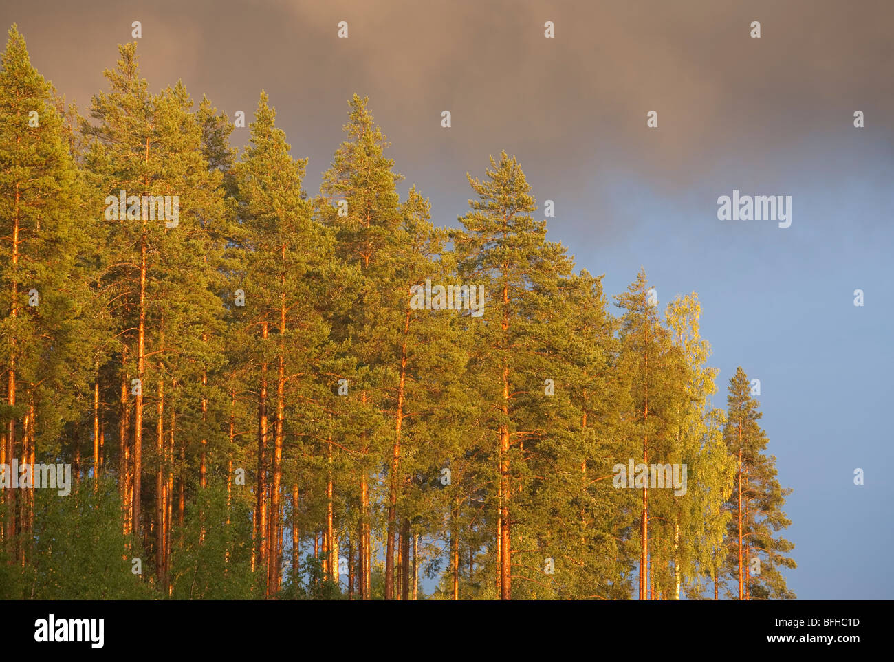 Woodlandspinaceae hi-res stock photography and images - Alamy