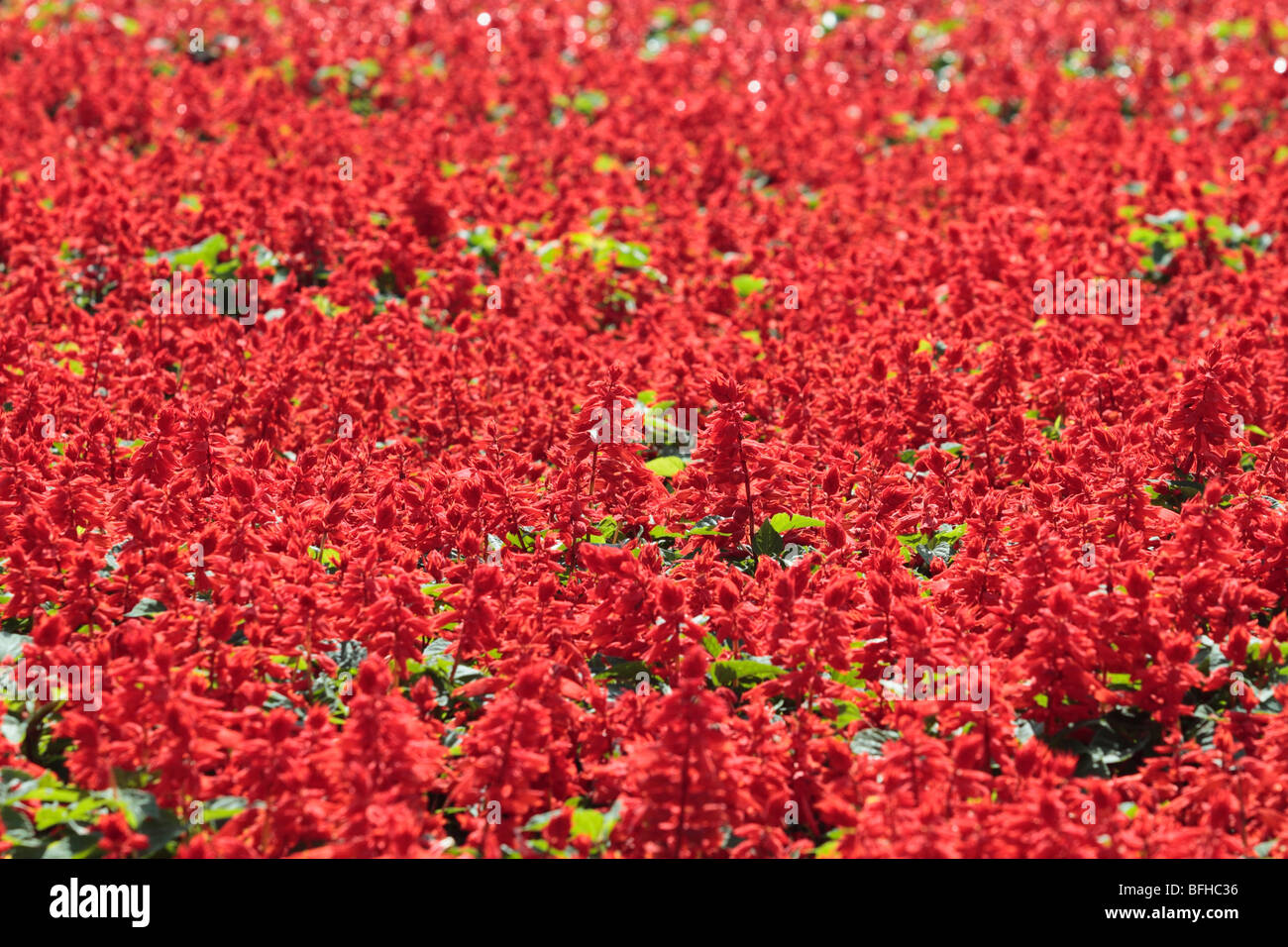 Salavia hi-res stock photography and images - Alamy