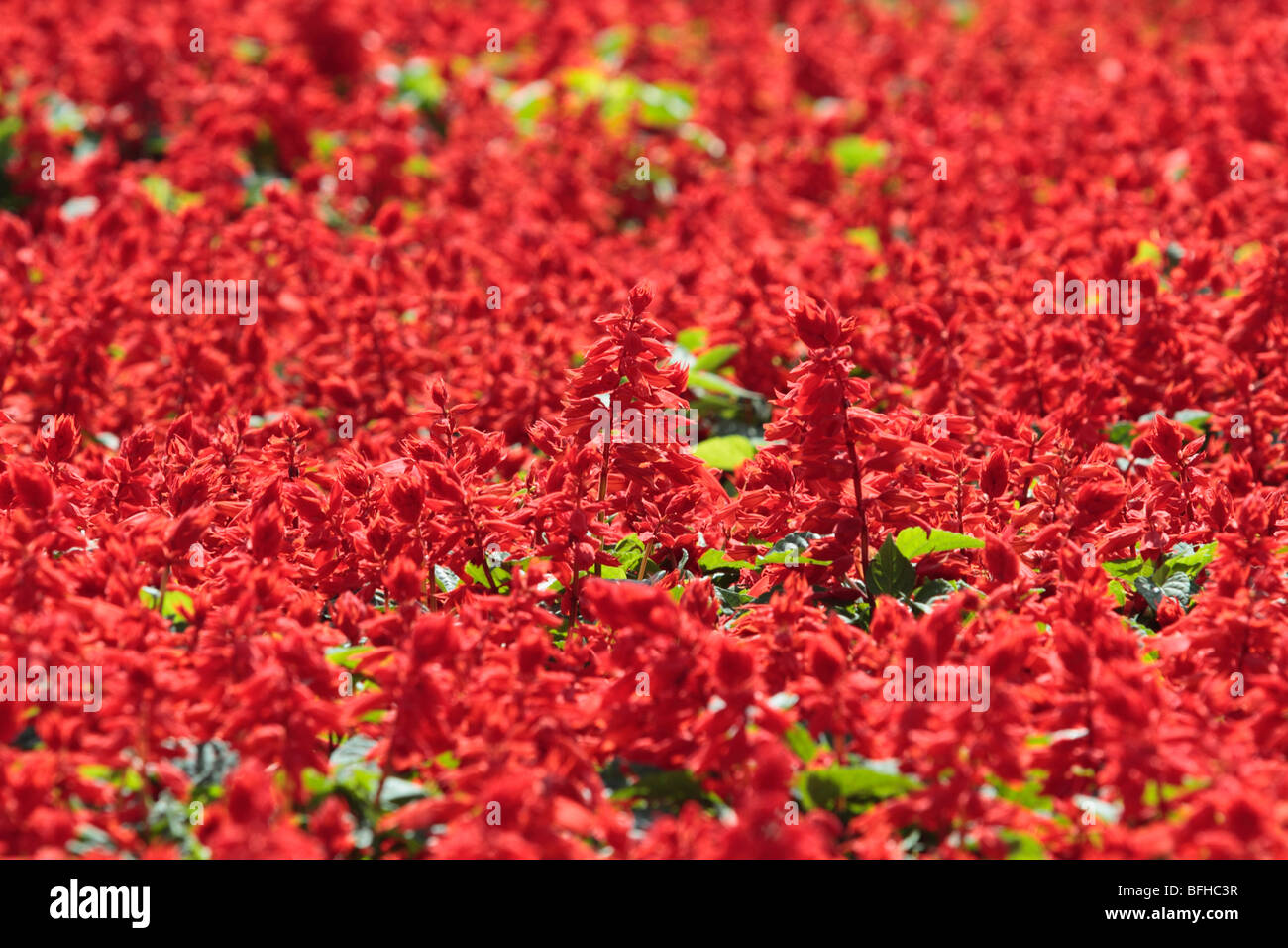 Salavia hi-res stock photography and images - Alamy