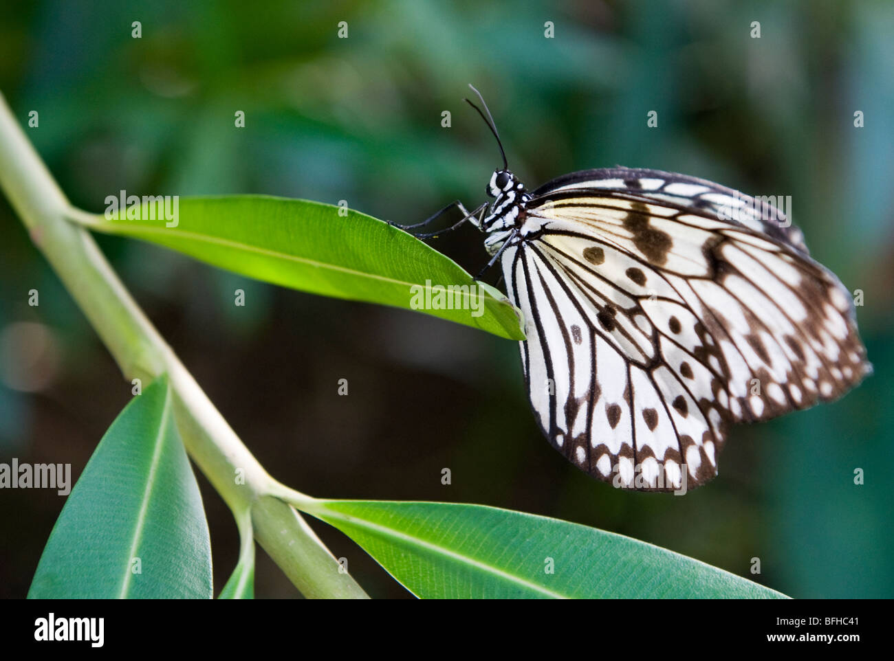 White Tree Nymph Butterfly Stock Photo - Alamy