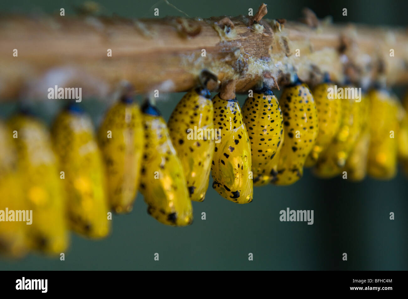 Butterflies emerging from Chrysalis cocoons Stock Photo - Alamy