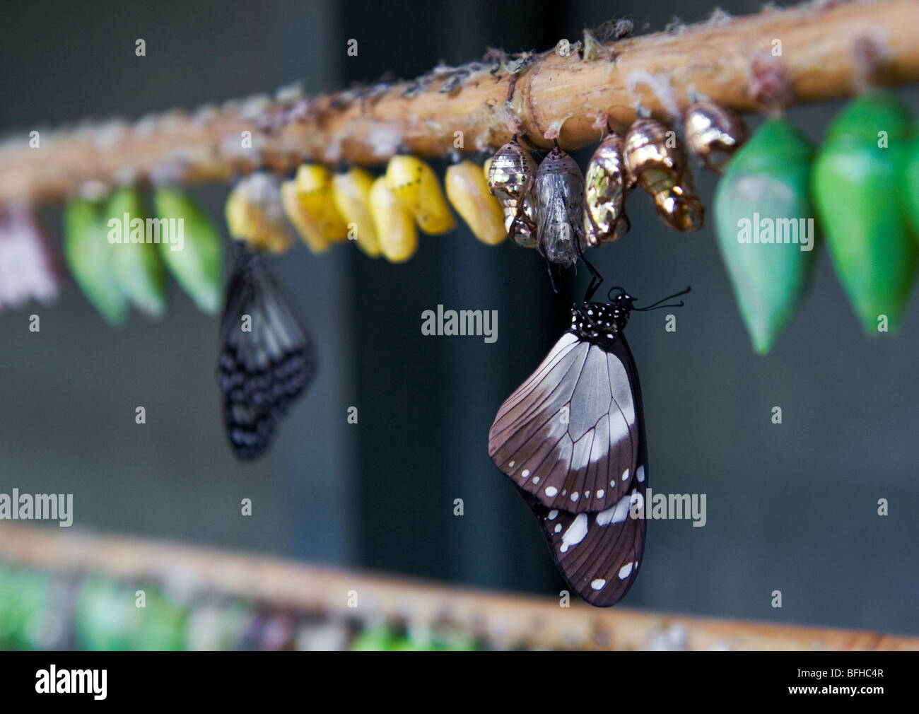 Butterflies emerging from Chrysalis cocoons Stock Photo - Alamy