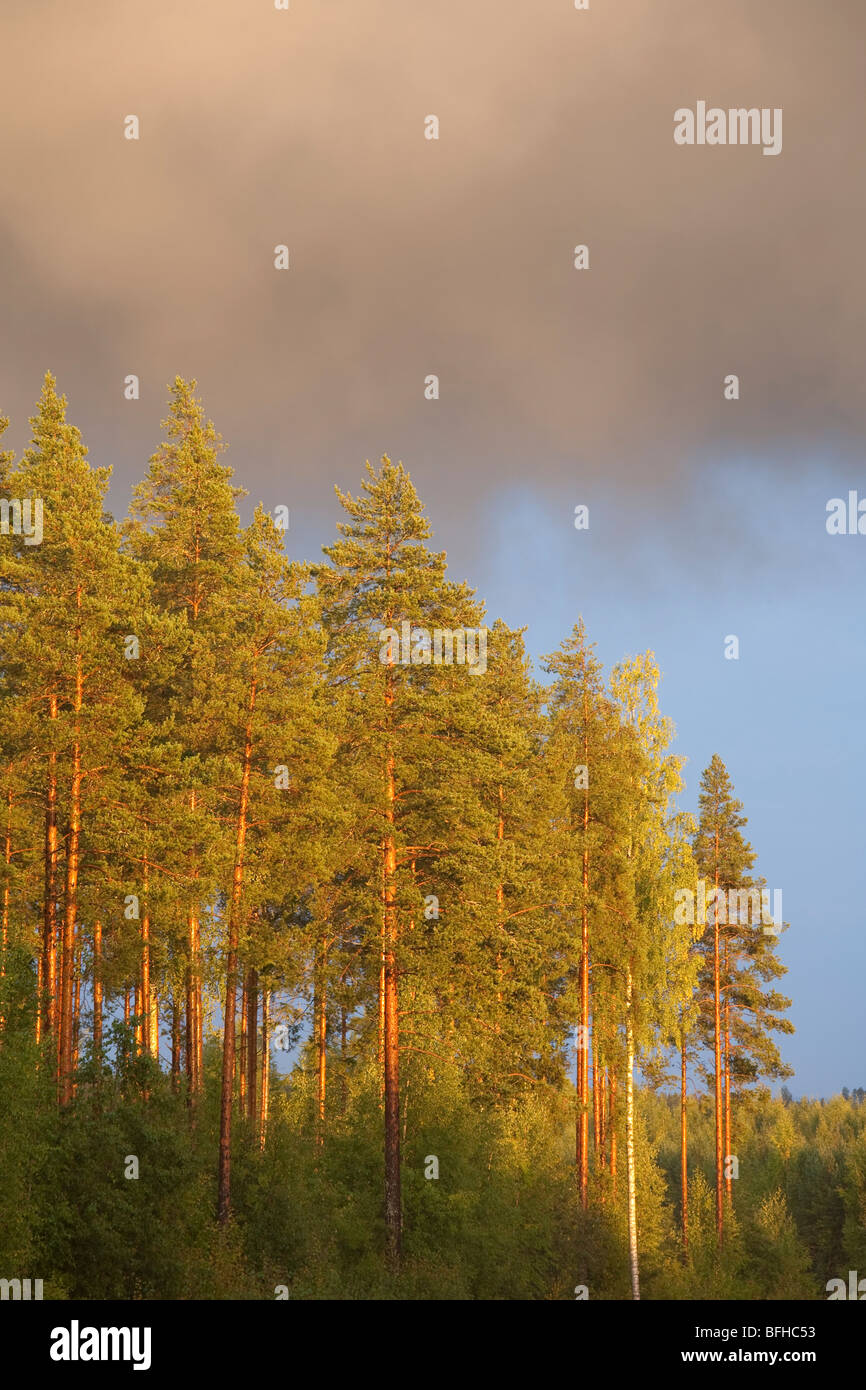 Tall Finnish pine ( pinus sylvestris ) trees in the forest , Finland ...