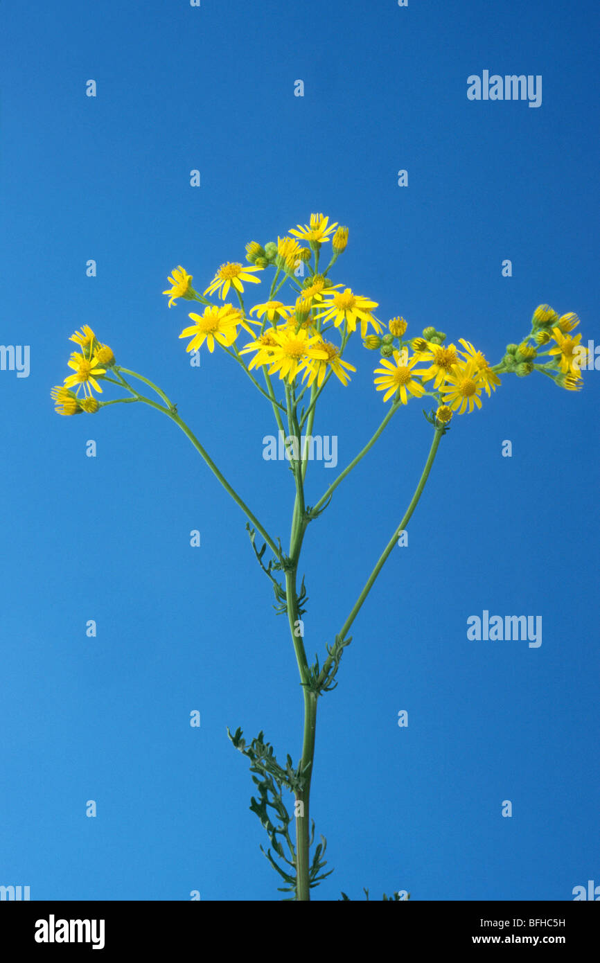 Common Ragwort, Jacobea, Staggerwort (Senecio jacobaea), flowering ...