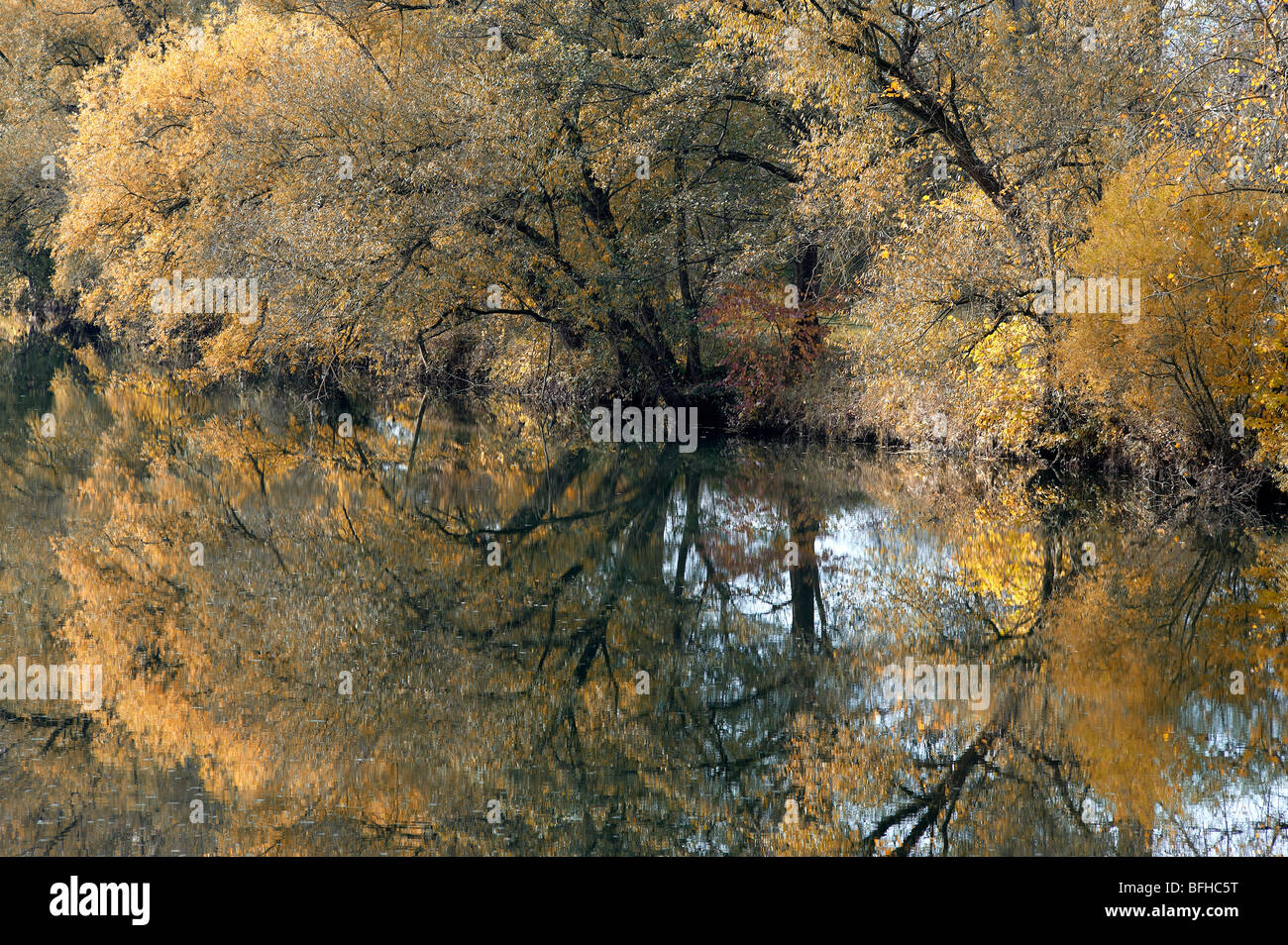 Bronze foliage hi-res stock photography and images - Alamy