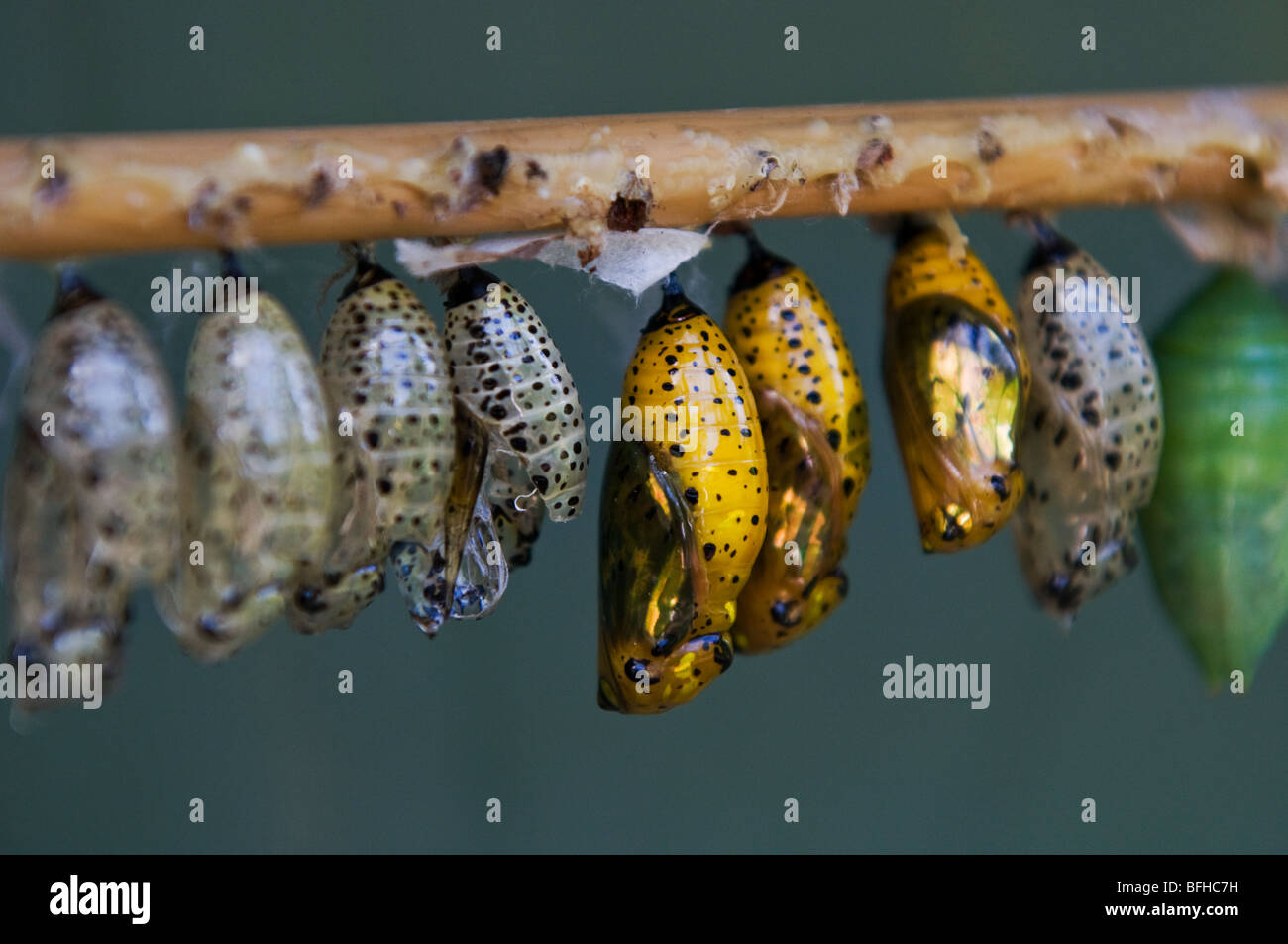 Solitary butterflies hi-res stock photography and images - Alamy
