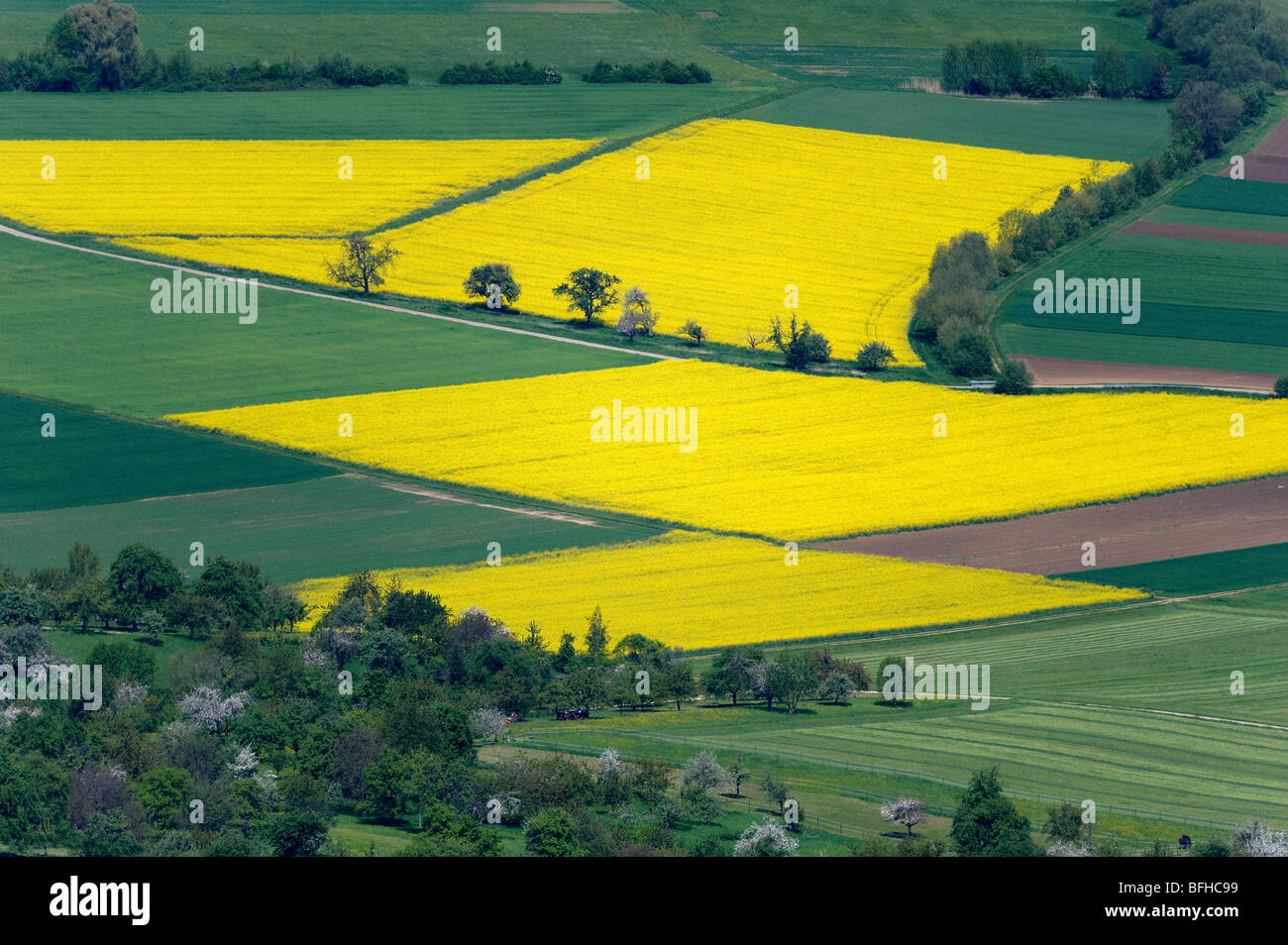 Colza field's aerial view Stock Photo - Alamy