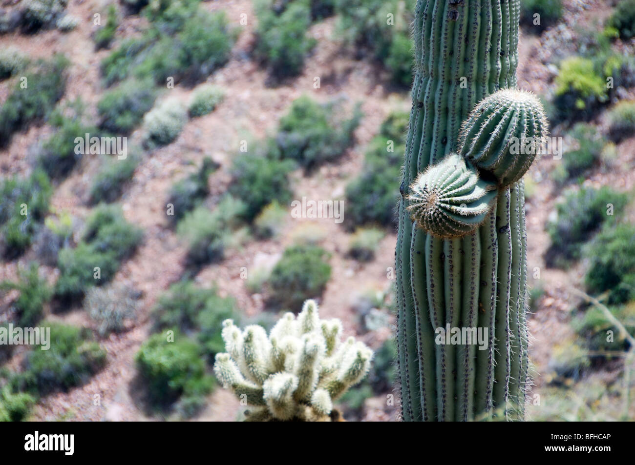 Nevada desert cacti hi-res stock photography and images - Alamy