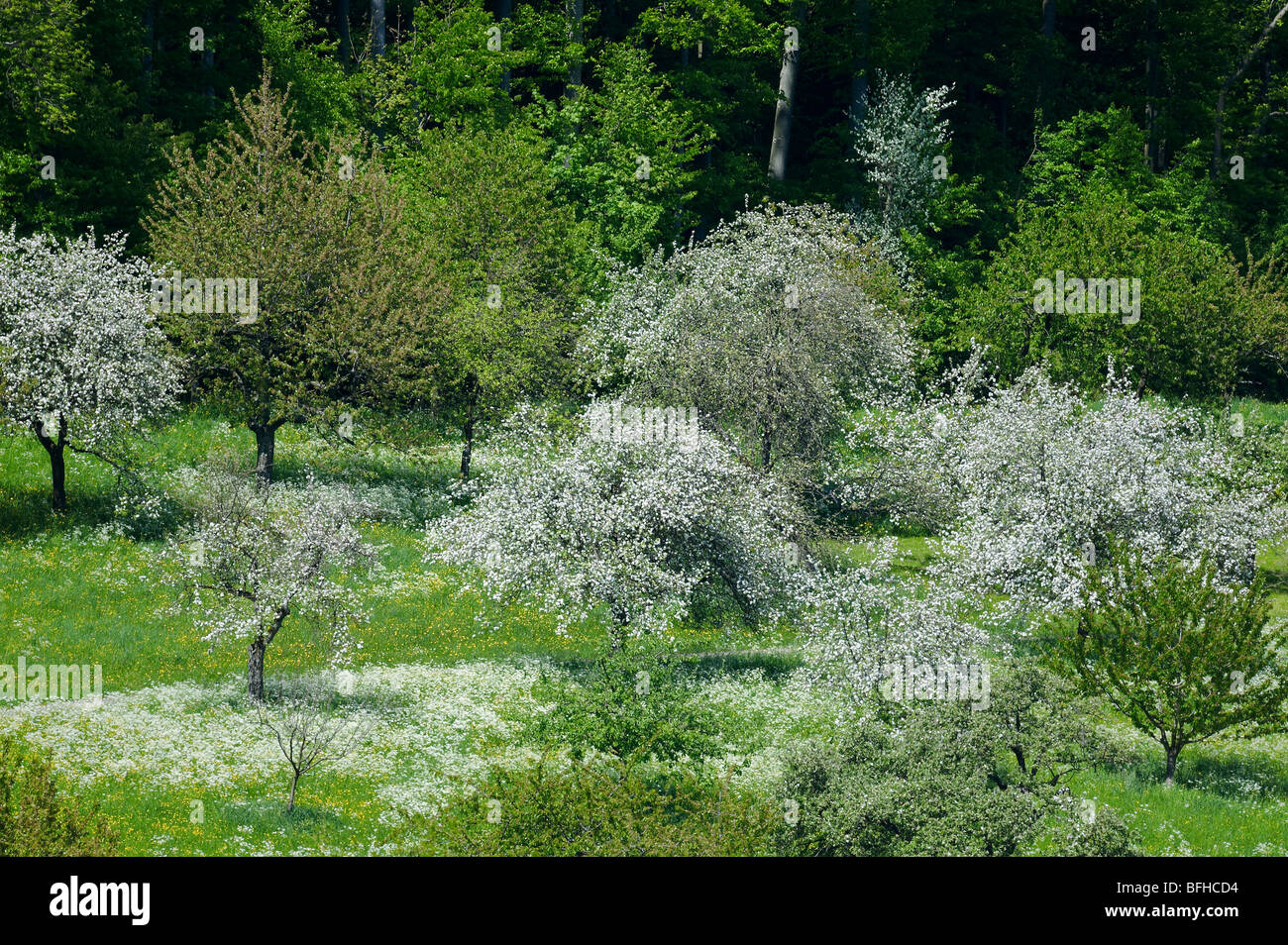 Blossoming trees in spring Stock Photo - Alamy