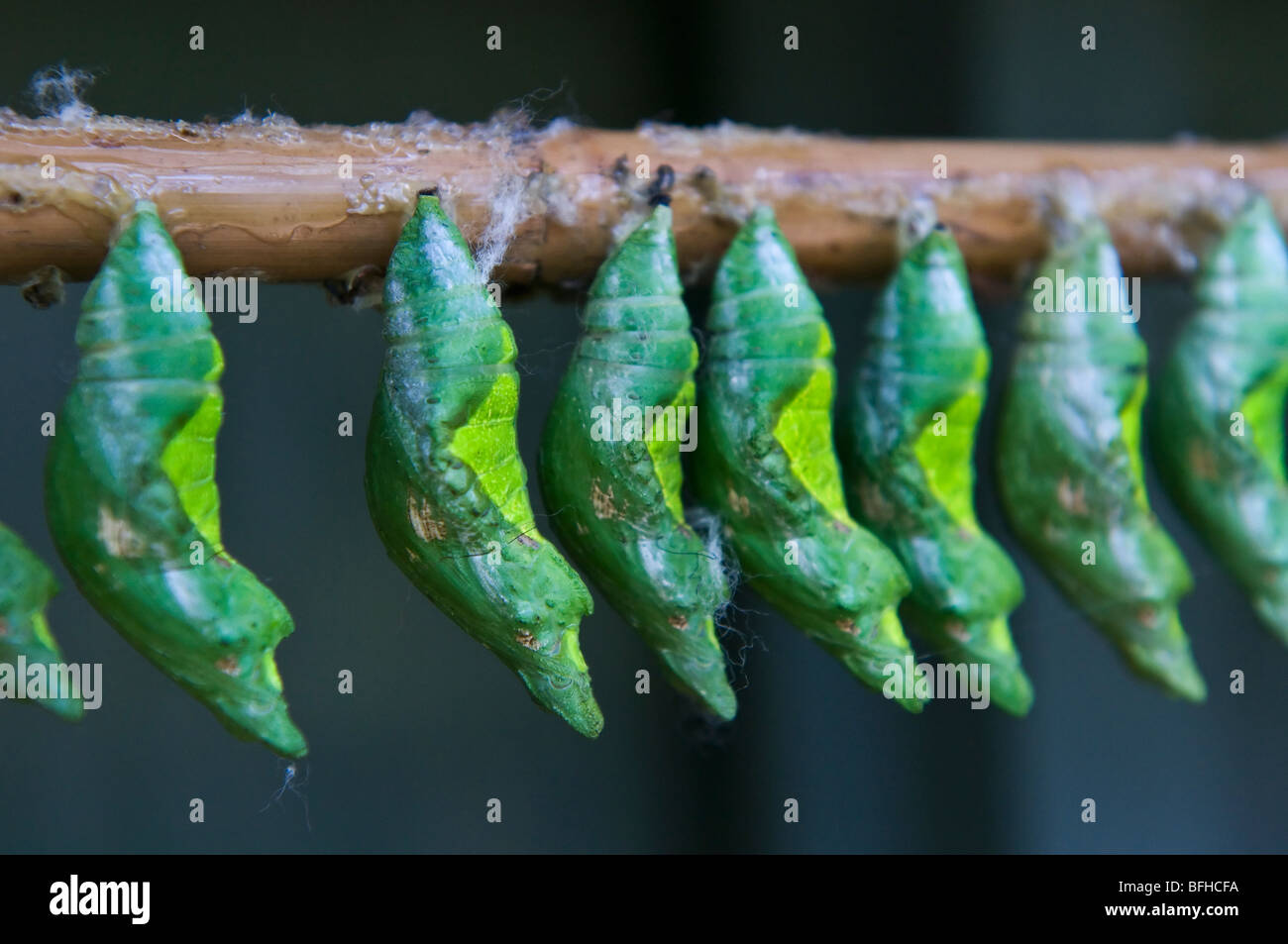 Butterflies emerging from triangular designed Chrysalis cocoons Stock ...