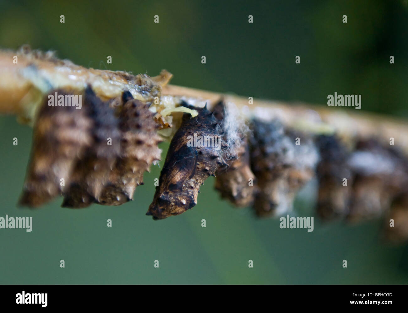 Butterflies emerging from Chrysalis cocoons Stock Photo - Alamy