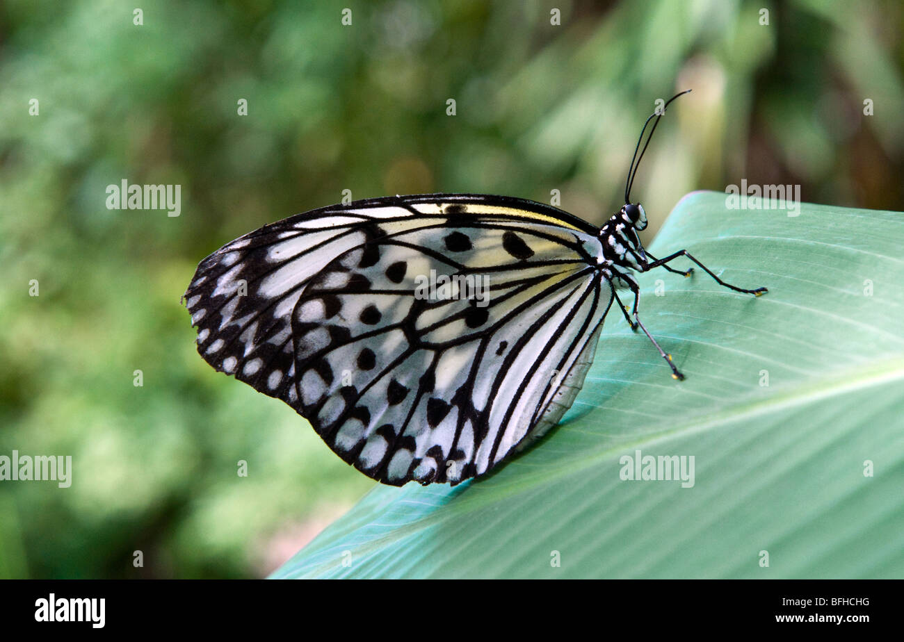 White Tree Nymph Butterfly Stock Photo - Alamy