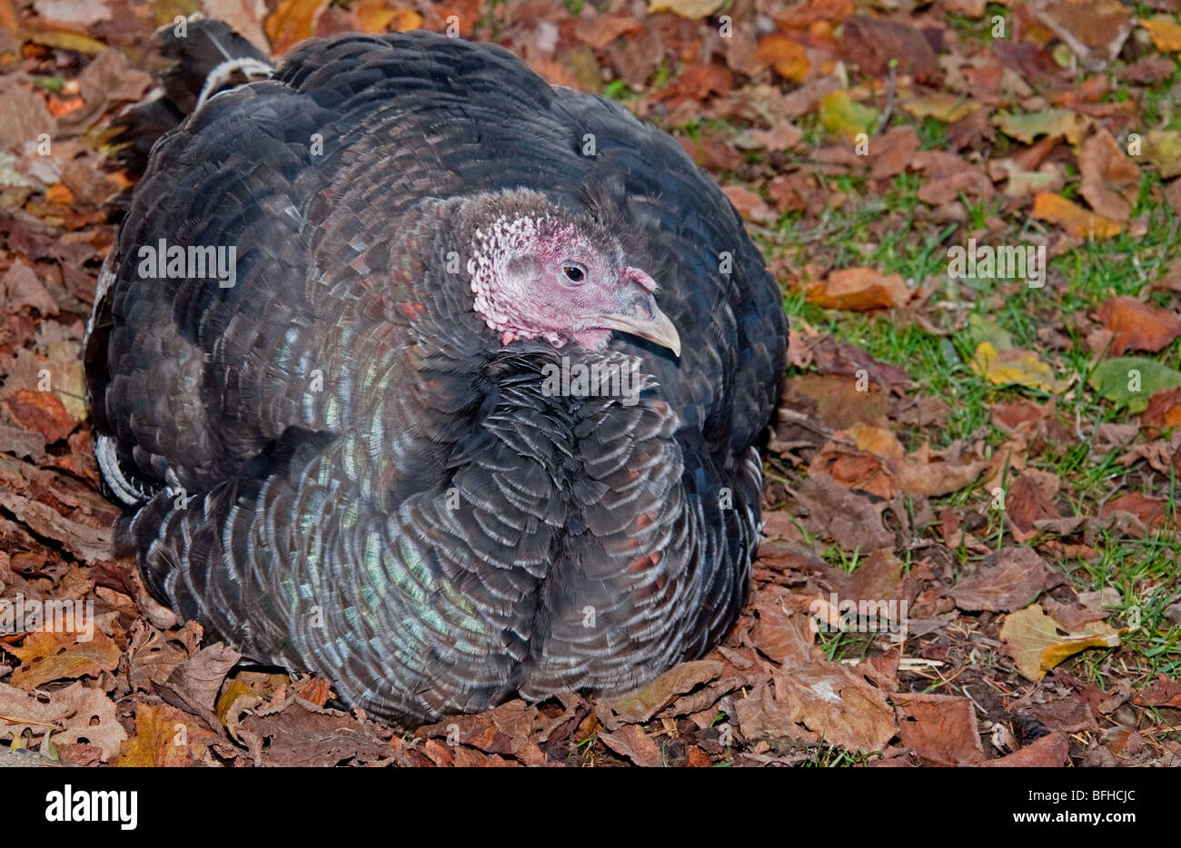 Biggest Live Turkey In The World