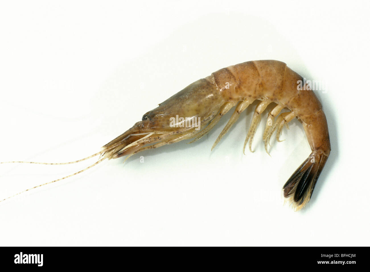 Brown shrimp crangon crangon hi-res stock photography and images - Alamy