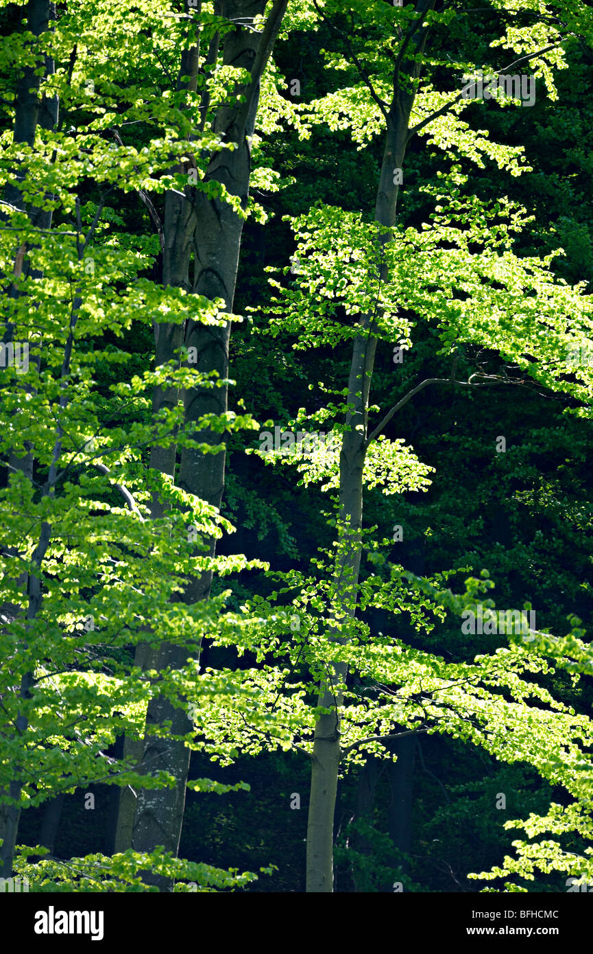 Spring forest foliage Stock Photo - Alamy