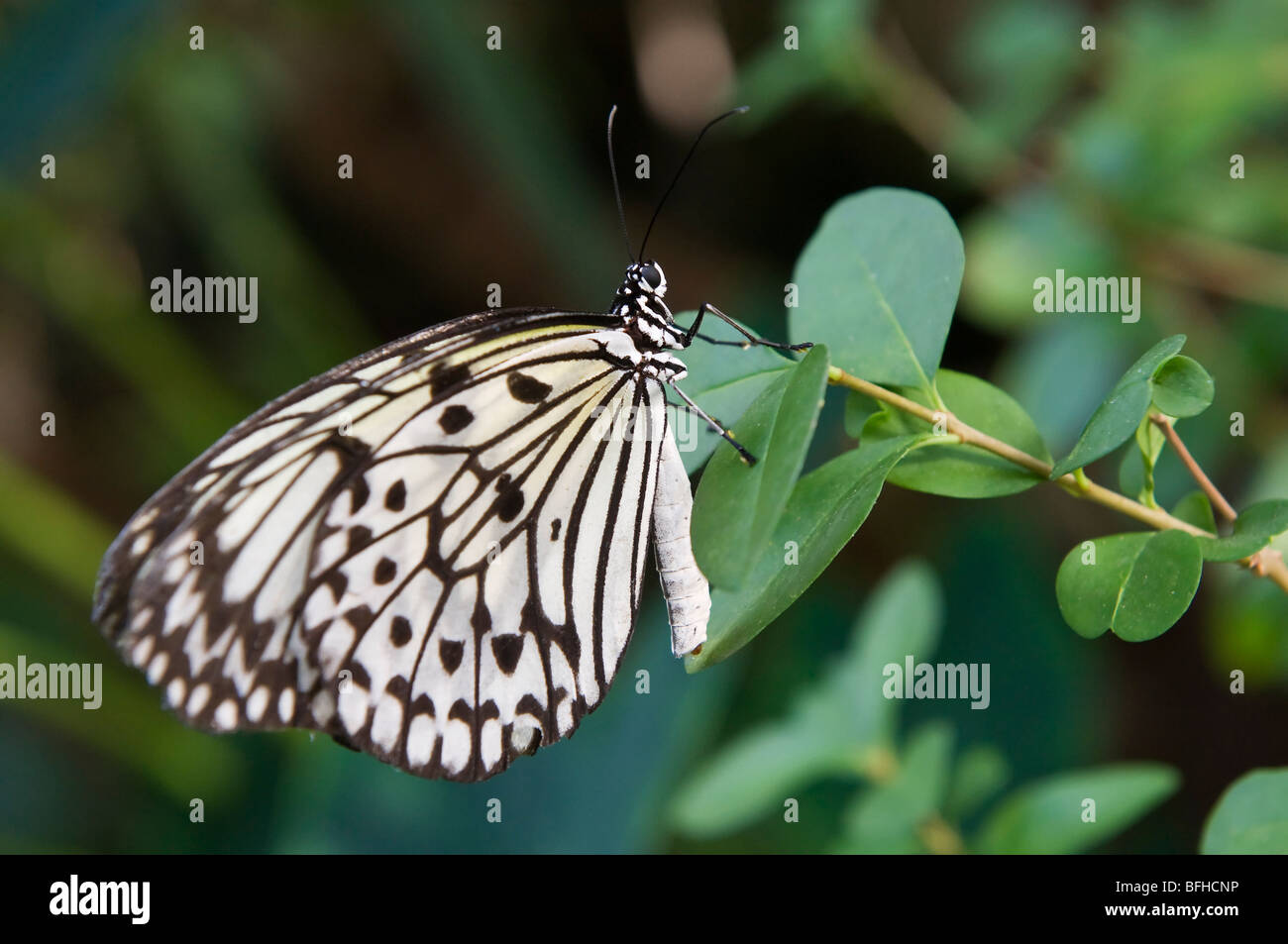 Solitary butterfly hi-res stock photography and images - Alamy