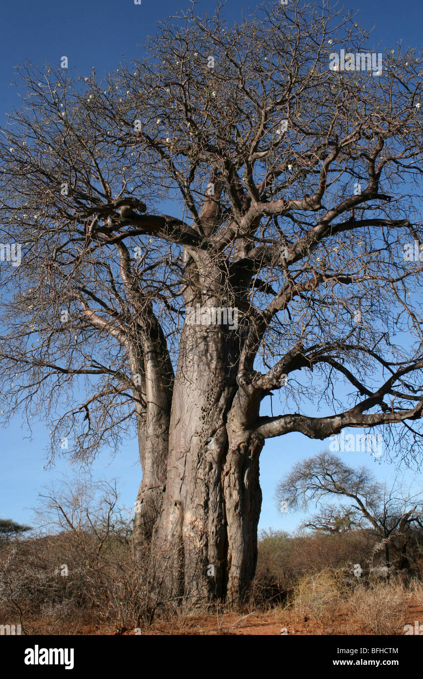 Adansonia digitata tree hi-res stock photography and images - Alamy