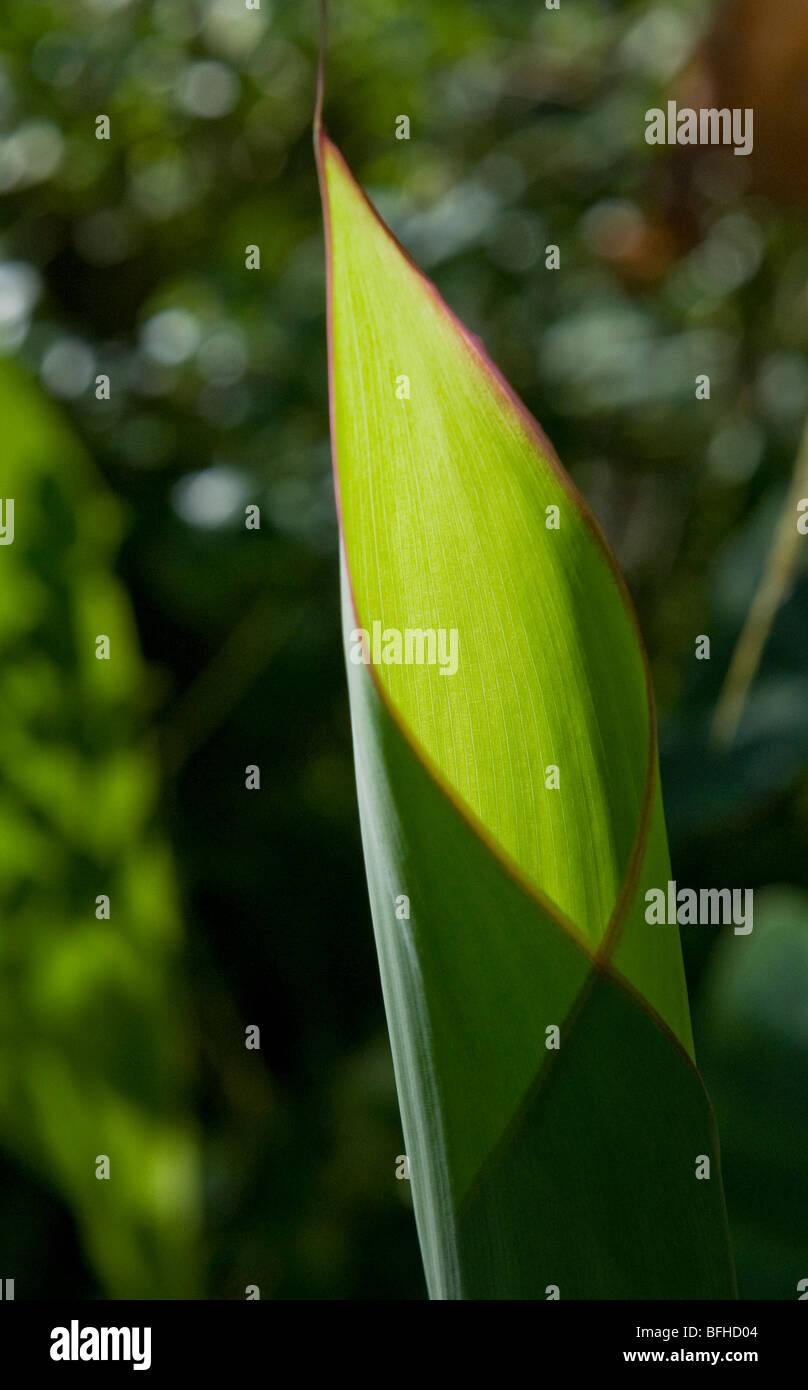 Leaf in the sun Stock Photo - Alamy