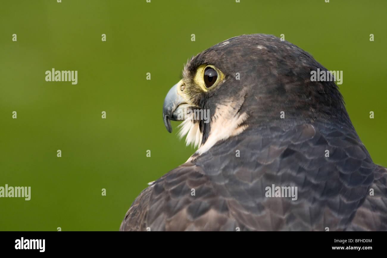 Female peregrine falcon hi-res stock photography and images - Alamy