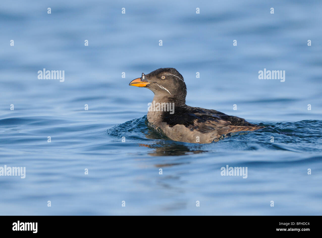 Rhinoceros Auklet (Cerorhinca monocerata) off Oak Bay waterfront ...