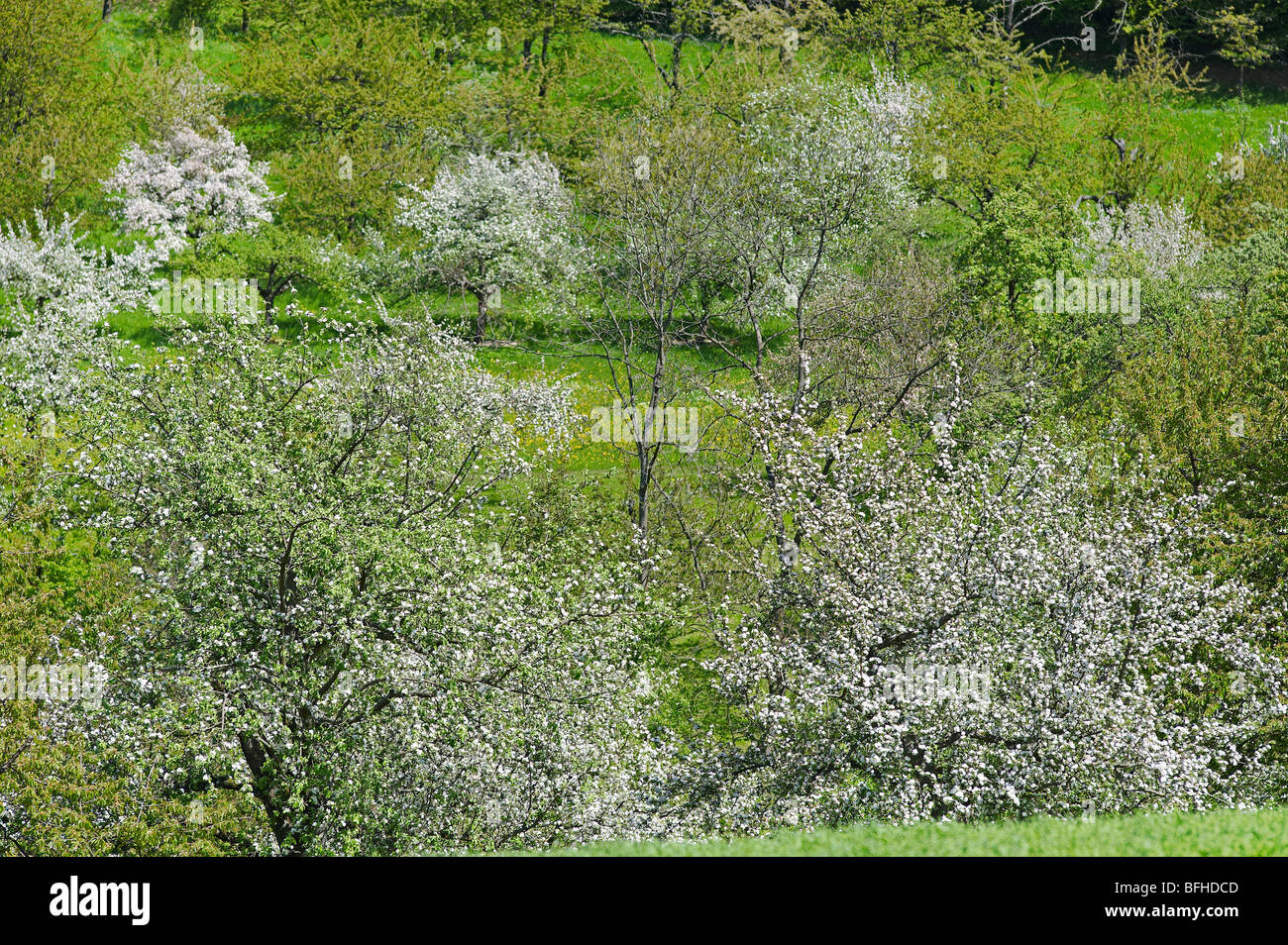 Blossoming trees in spring Stock Photo - Alamy