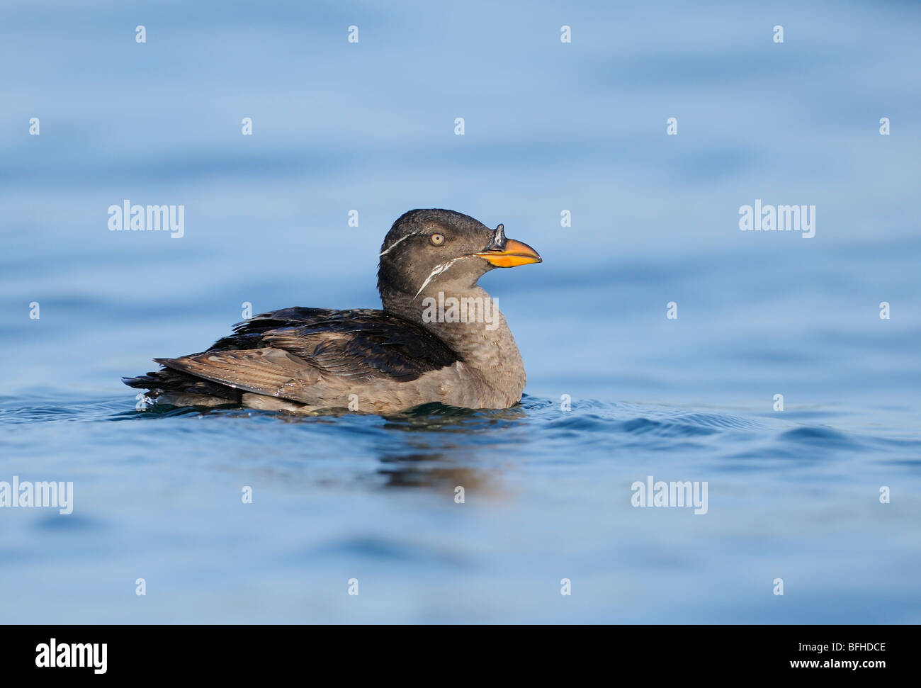 Rhinoceros Auklet (Cerorhinca monocerata) off Oak Bay waterfront ...