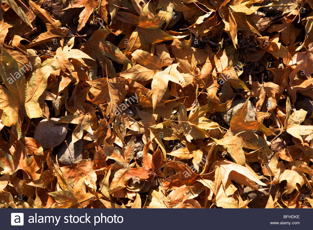 Sycamore Leaves High Resolution Stock Photography and Images - Alamy