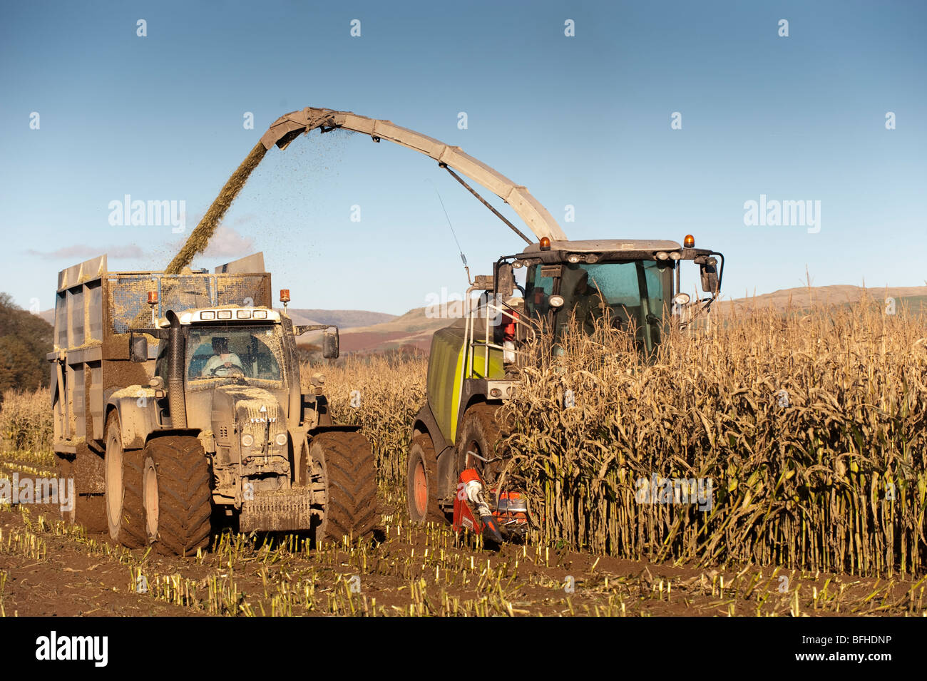 Claas 970 self propelled harvestor harvesting maize silage crop Stock ...